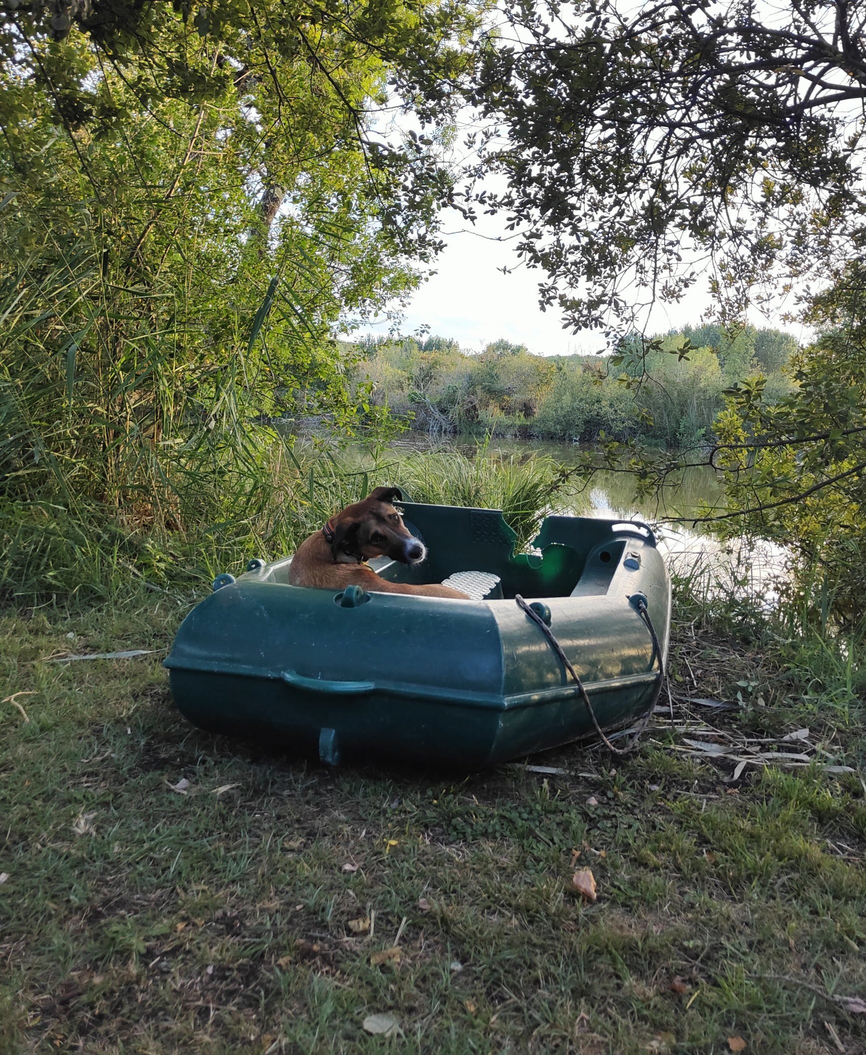 Cani-Weekend : vivez une expérience unique avec votre chien